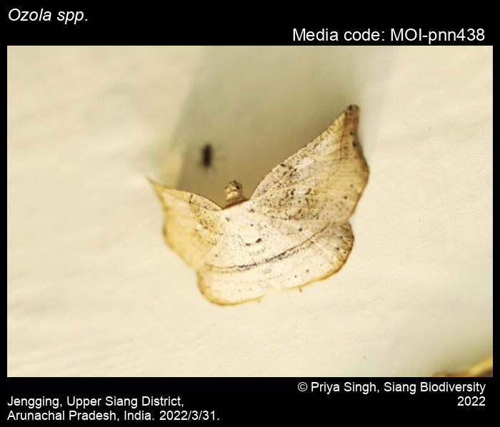 Ozola spp. Walker, 1861 - | Moths